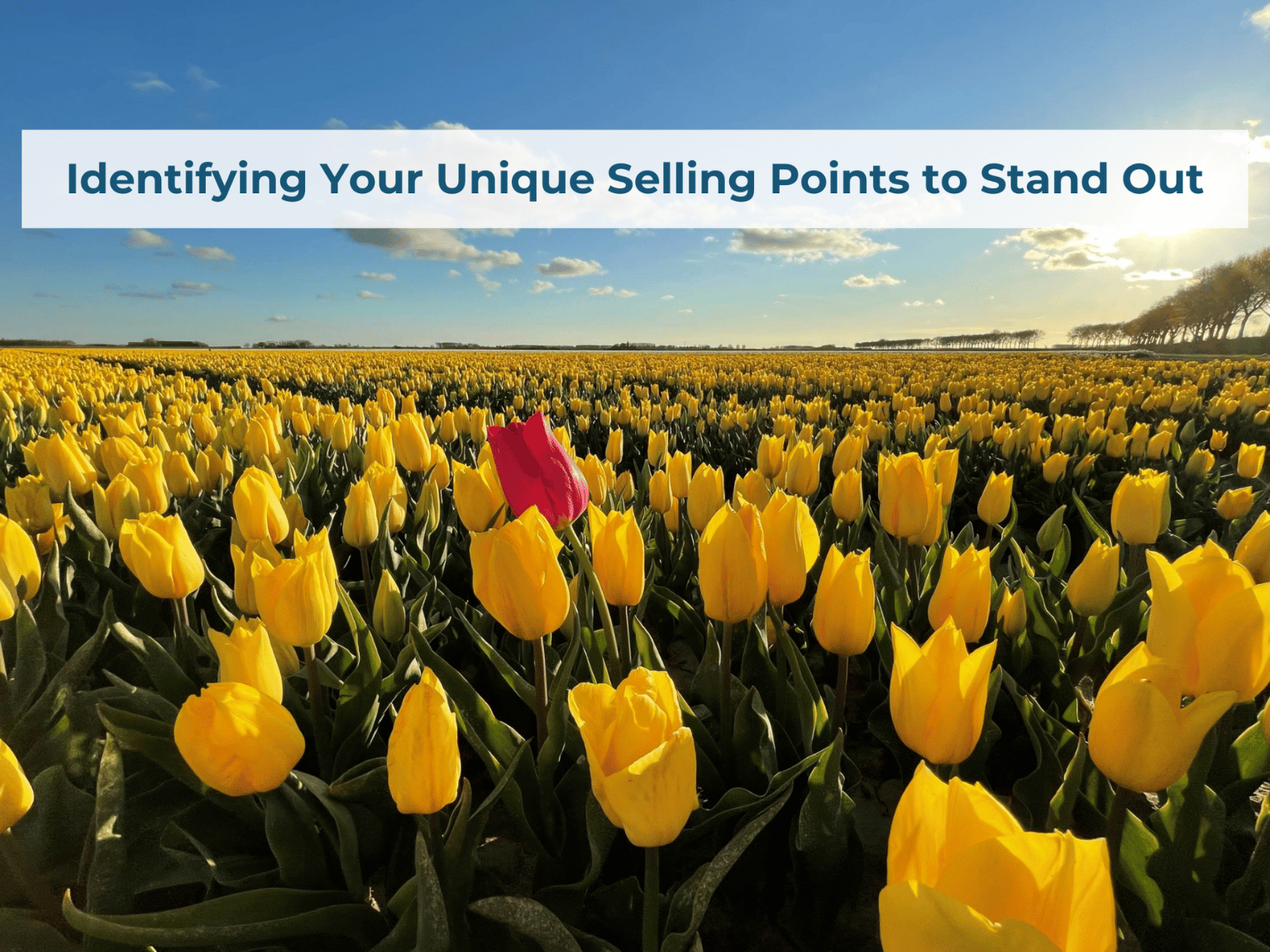 Business Acceleration Network | Identifying Your Unique Selling Points ...